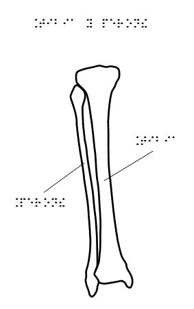 Extremidad inferior. Tibia y peroné — weonce
