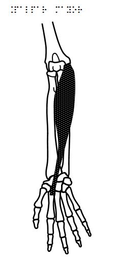 Extremidad superior. Palpar mayor — weonce