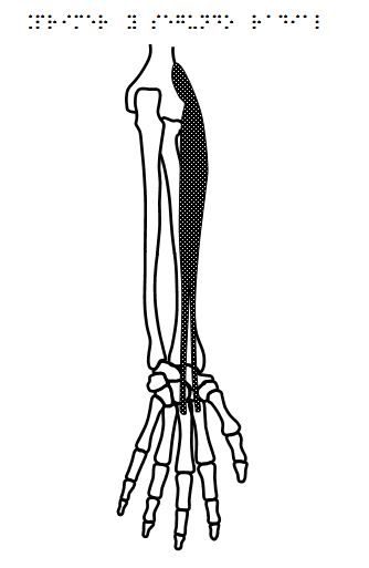 Extremidad superior. Primer y segundo radial — weonce